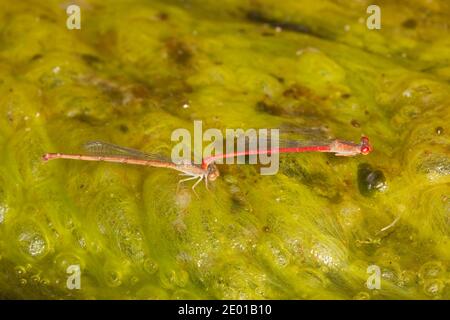 Desert Firetail Damselfly female, Telebasis salva, Coenagrionidae Stock ...