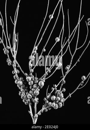 Galls on plant, caused by insects Stock Photo - Alamy