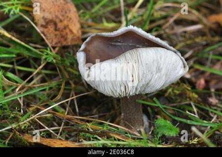 Melanoleuca melaleuca, sometimes called the bald cavalier or bald ...