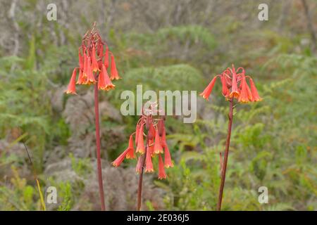 Tasmanian Christmas bells (Blandfordia punicea Stock Photo - Alamy