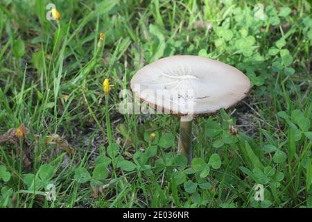 Volvopluteus gloiocephalus, known as the big sheath mushroom, rose ...