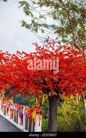Beautiful of tabaek flower in autumn with the blue sky Stock Photo - Alamy