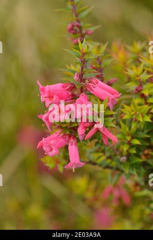 Common heath (Epacris impressa) in flower. The pink form (Pink heath ...
