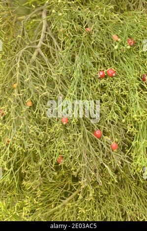 Exocarpos cupressiformis. Common Native Cherry Exocarpos cupressiformis ...