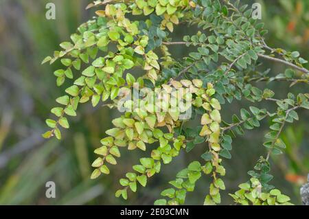 Myrtle beech (Nothofagus cunninghamii), in temperate rainforest. Great ...