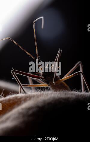 Adult Assassin Bug of the Genus Heza Stock Photo - Alamy