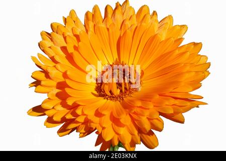 orange calendula flower isolated on the white Stock Photo - Alamy