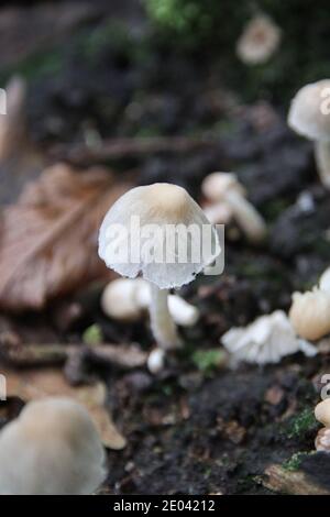 Angel's bonnet fungus, Mycena arcangeliana Stock Photo - Alamy