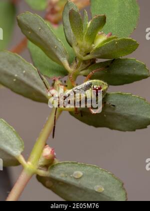 Red True Bugs nymph of the Suborder Heteroptera Stock Photo - Alamy