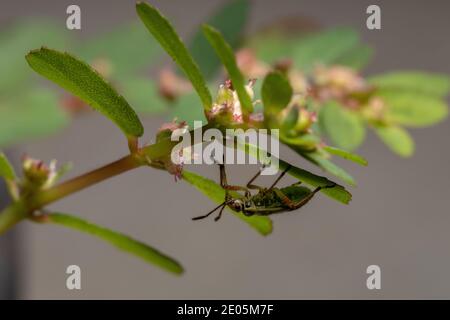 Red True Bugs nymph of the Suborder Heteroptera Stock Photo - Alamy
