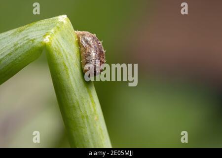 parasitized Hover Fly Pupa of the Genus Dioprosopa Stock Photo - Alamy