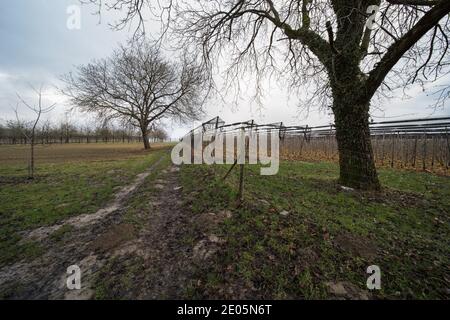 plantations with fruit trees in central europe in winter Stock Photo ...