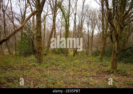 Ashtead Common, Ashtead, Surrey, UK, Autumn Winter December 2020 Stock ...