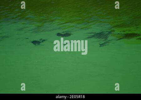 Eutrophication of the Torrejon Tietar reservoir Stock Photo - Alamy