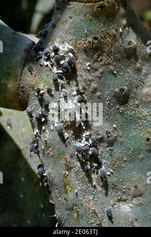 Spain, Canary Islands, cochineal bugs on opuntia cactus, a scale insect ...