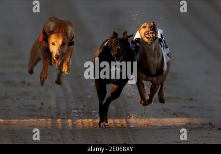 Greyhound Racing - Newcastle Greyhound Stadium Stock Photo - Alamy