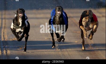 Greyhound Racing - Newcastle Greyhound Stadium Stock Photo - Alamy