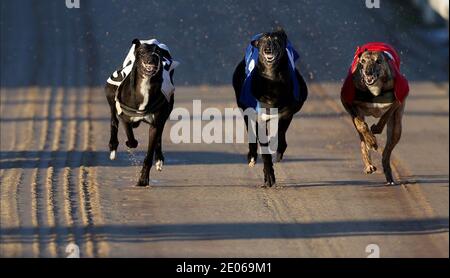 Greyhound Racing - Newcastle Greyhound Stadium Stock Photo - Alamy