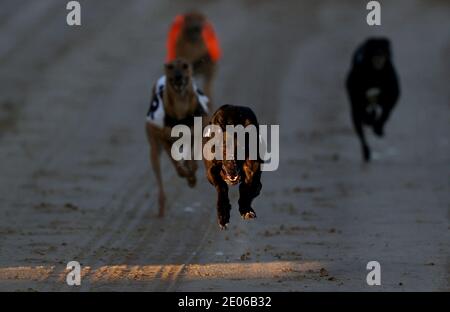 Greyhound Racing - Newcastle Greyhound Stadium Stock Photo - Alamy