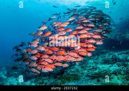 Shoal of Slender pinjalo snappers, White-spot pinjalo snapper or Red ...