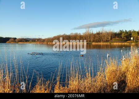 Lochore Meadows Country Park in the county of Fife in Scotland, UK ...