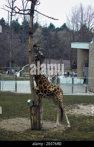 Giraffe in the zoo (Krakow, Poland Stock Photo - Alamy