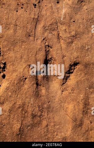 Megapnosaurus, a meat-eating, bipedal, theropod dinosaur trackway at ...