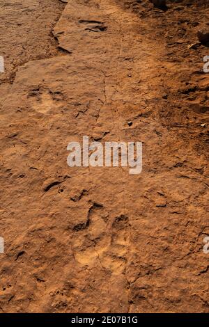 Tracks of a Dilophosaurus meat-eating, bipedal theropod dinosaur that ...