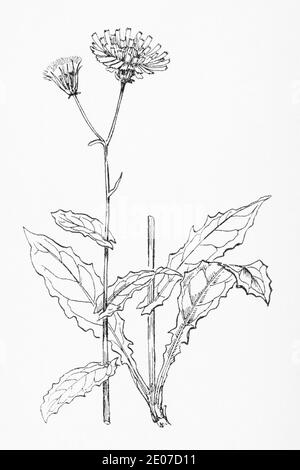 Old botanical illustration engraving of Marsh Marigold / Caltha ...