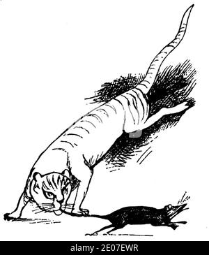 Lear Cat Stock Photo - Alamy