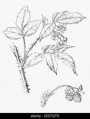 Botanical drawing of raspberry Stock Photo - Alamy
