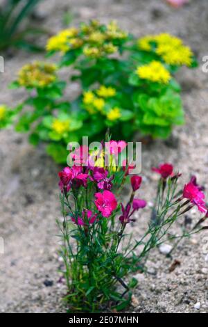 dianthus,sweet william,carmine pink,pinks,pink,flowers,flower,flowering ...