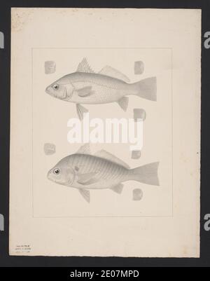 Left side view of two fish with details of their scales Stock Photo - Alamy