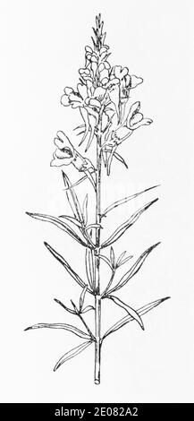 Toadflax, Linaria vulgaris, and snapdragon, Antirrhinum majus ...