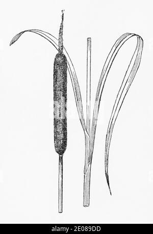 Greater Reedmace; Typha latifolia; UK Stock Photo - Alamy