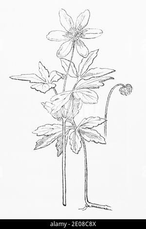 Wood Anemone Line Drawing