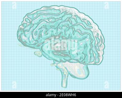 Geographic map of the brain, reworking of the human brain in the form ...