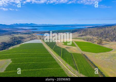 Aerial view of vineyards at Devil's Corner in Tasmania, Australia Stock ...