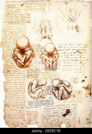 Studies of the Fetus in the Womb by Leonardo da Vinci (1452-1519) circa ...