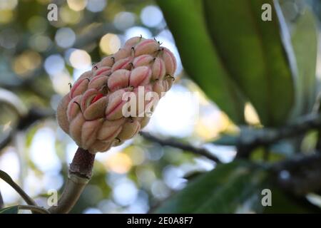Red fruit of a Southern Magnolia tree Stock Photo - Alamy