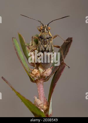 Adult Scentless Plant Bug of the Family Rhopalidae Stock Photo - Alamy