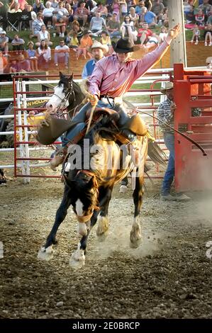 Cowboys in action riding horseback and roping a bull. bull is ...
