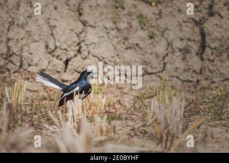 The Magpie Robin (Doyle) birds are the national bird of Bangladesh ...