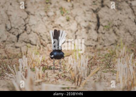 The Magpie Robin (Doyle) birds are the national bird of Bangladesh ...