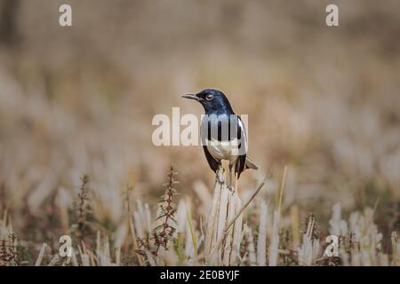 The Magpie Robin (Doyle) birds are the national bird of Bangladesh ...