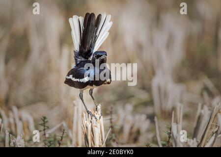 The Magpie Robin (Doyle) birds are the national bird of Bangladesh ...