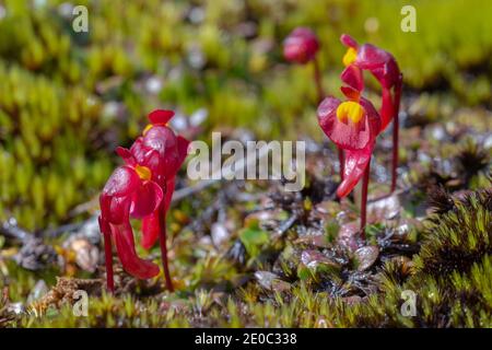 Red flowers of the tuberous bladderwort Utricularia menziesii on a ...
