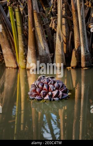 Nipa Palm or Golpata fruits in the Sundarbans, a UNESCO World Heritage ...