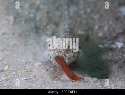 Barehead goby fish (Caffrogobius nudiceps) laying on the ocean floor ...