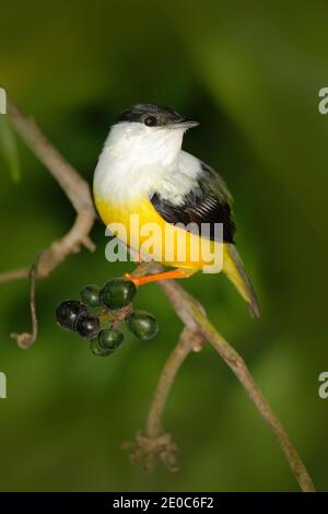 Golden-collared Manakin (Manacus vitellinus), Cali, Valle del Cauca ...